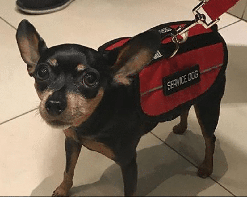 Federal Service Dog Registration – Emotional Support Dog Registration